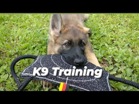 Belgian Malinois Puppy Training | Basics Obedience | Basics Command | K9 Dog - YouTube