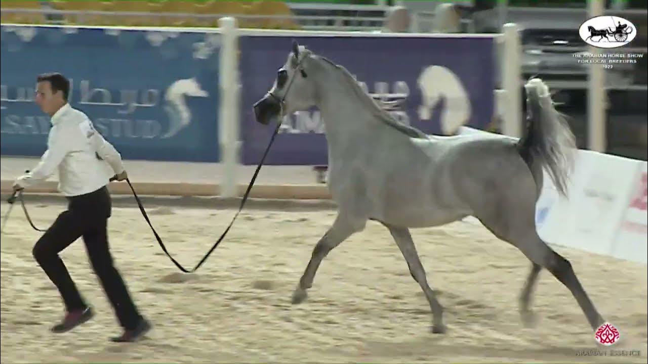 N.305 AALI ALMUAWD - The Arabian Horse Show for local Breeders 2022 ...