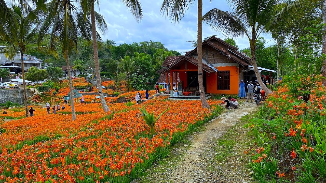 RUMAH DENGAN LAUTAN BUNGA YANG BERMEKARAN, BUNGA AMARILIS PAK SUKADI DI ...