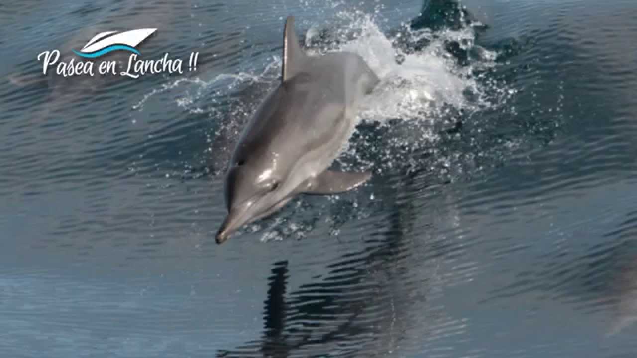 Delfines en el Parque Nacional Mochima - YouTube