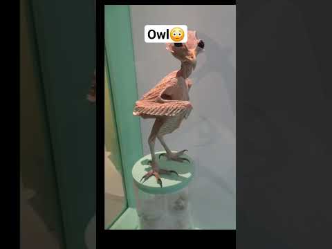 🤯😳What animals look like without fur😳🤯 #nofur #bear #owl #shocking ...