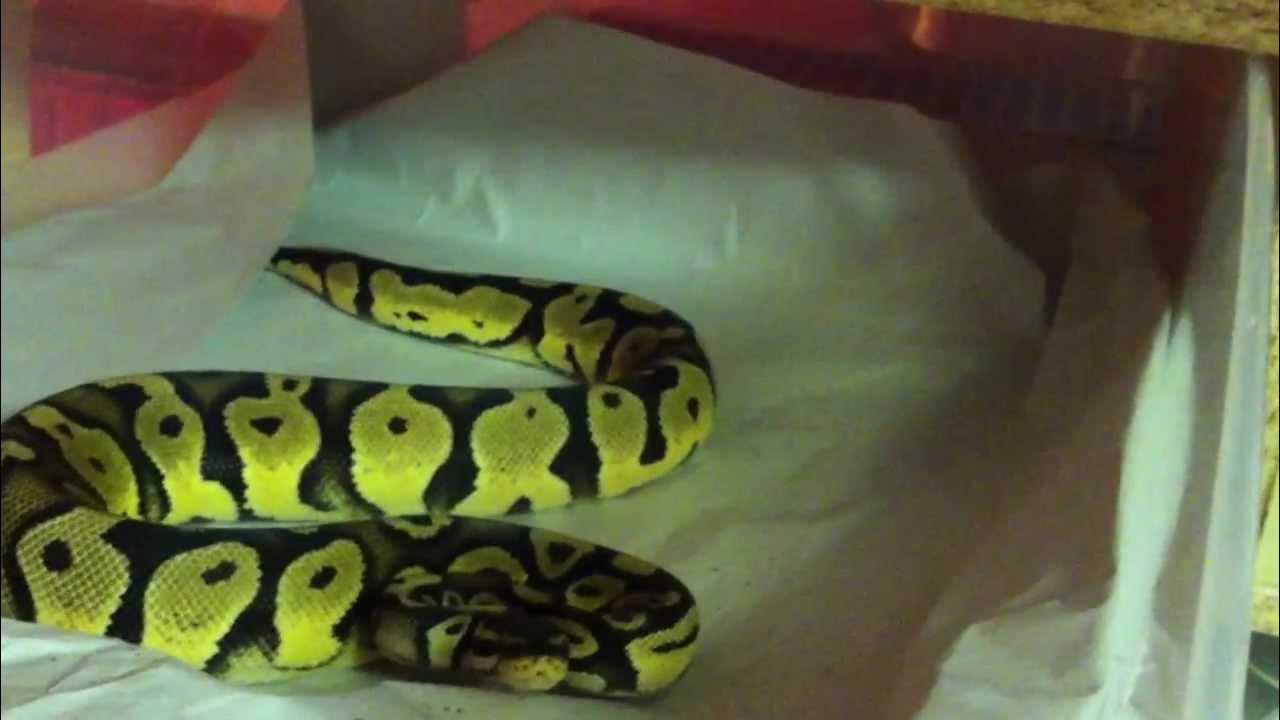 tail rattling ball python - YouTube