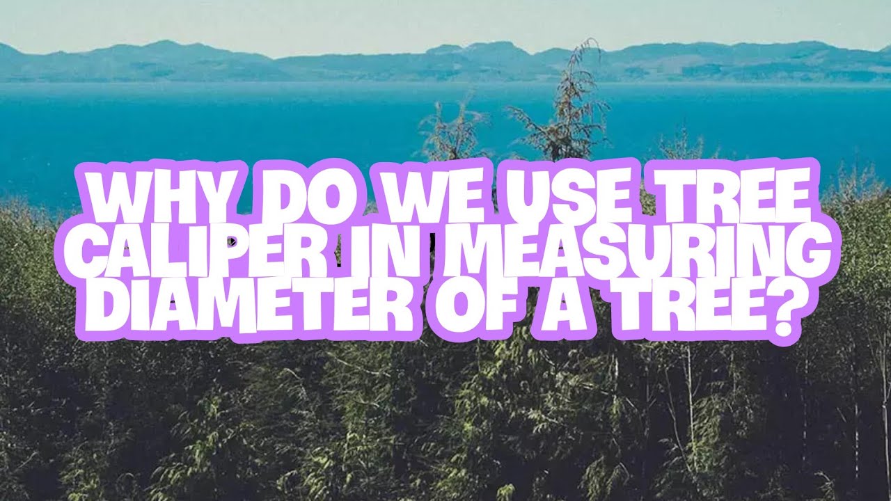 Why do we use tree caliper in measuring the diameter of a tree? - YouTube