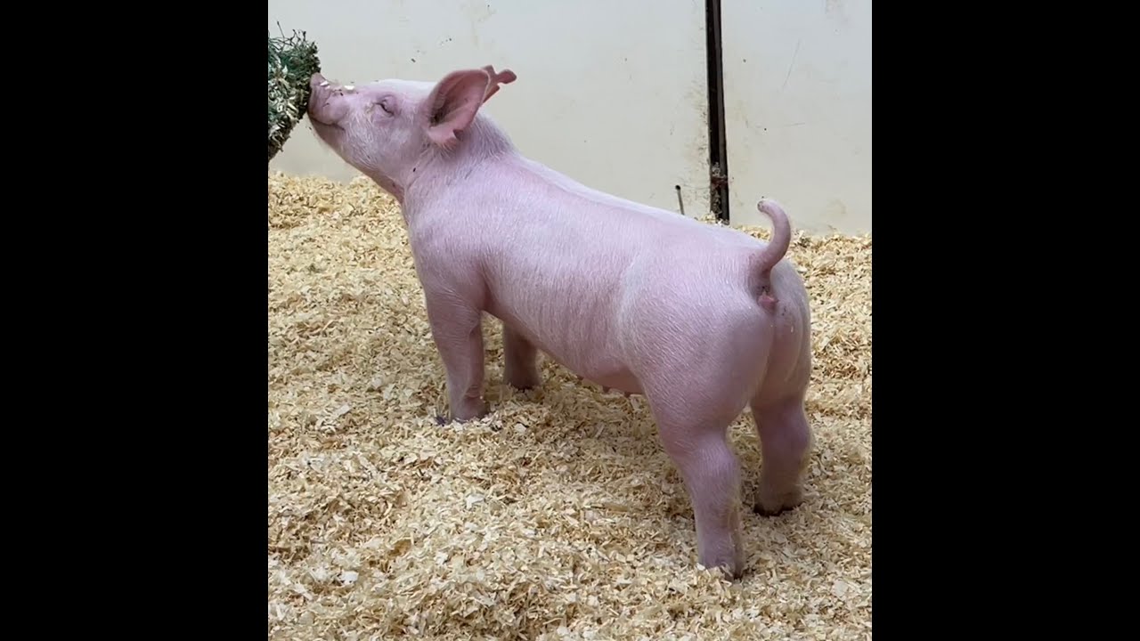 39-1 Cross Gilt - YouTube
