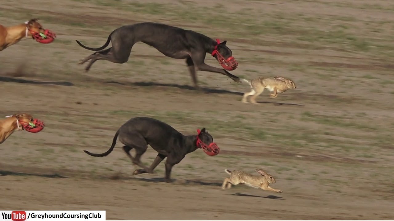 greyhound vs rabbit 2024 | dog vs hare | greyhound coursing race - YouTube