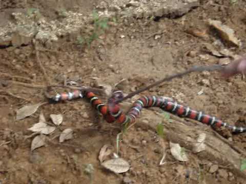 una falsa coralillo en michoakan - YouTube