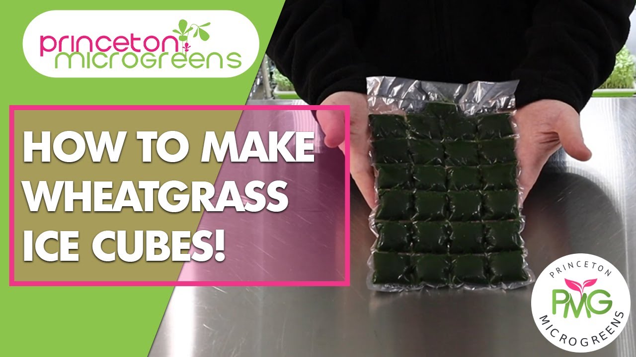 How to make Wheatgrass Ice Cubes for your Market! - YouTube