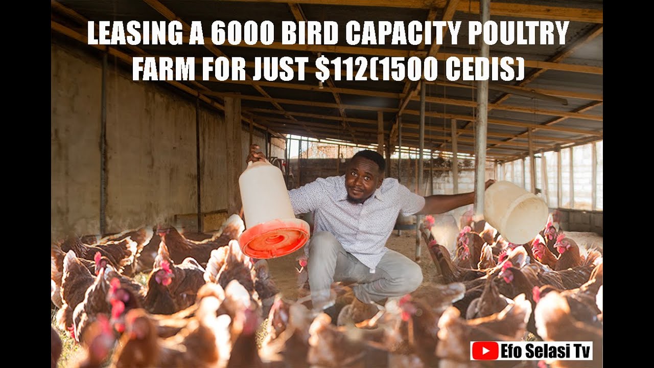 Ad : 6000 birds capacity Poultry Farm for rent at Dawenya, Greater ...