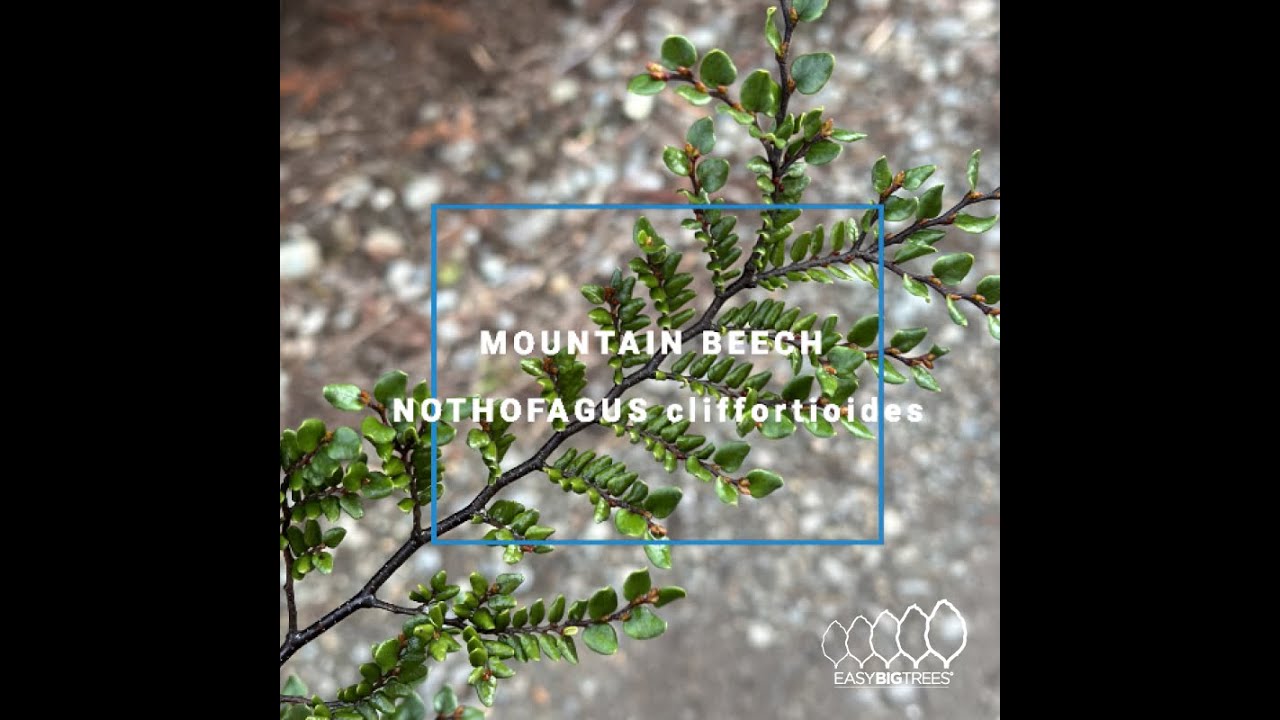 Nothofagus cliffortioides - Mountain Beech - YouTube