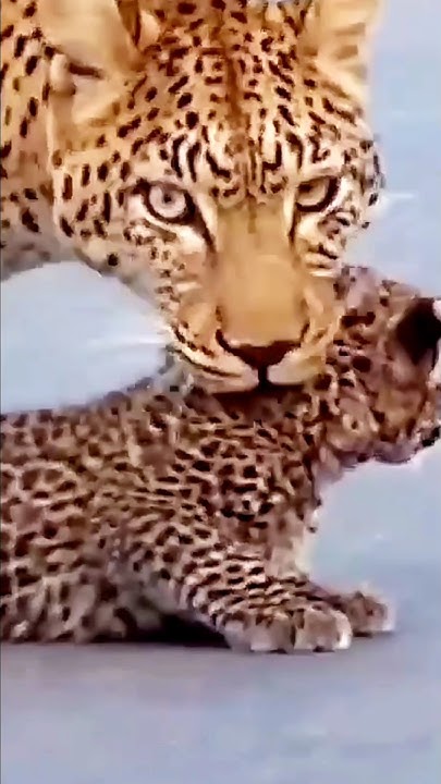Leopard Teaching Cub to Cross Road – Jaw-Dropping Wildlife Footage ...