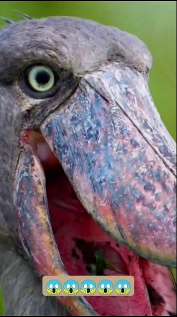 "Shoebill Bird: Na cartoon, na robot – asli jeevit horror look!"|# ...