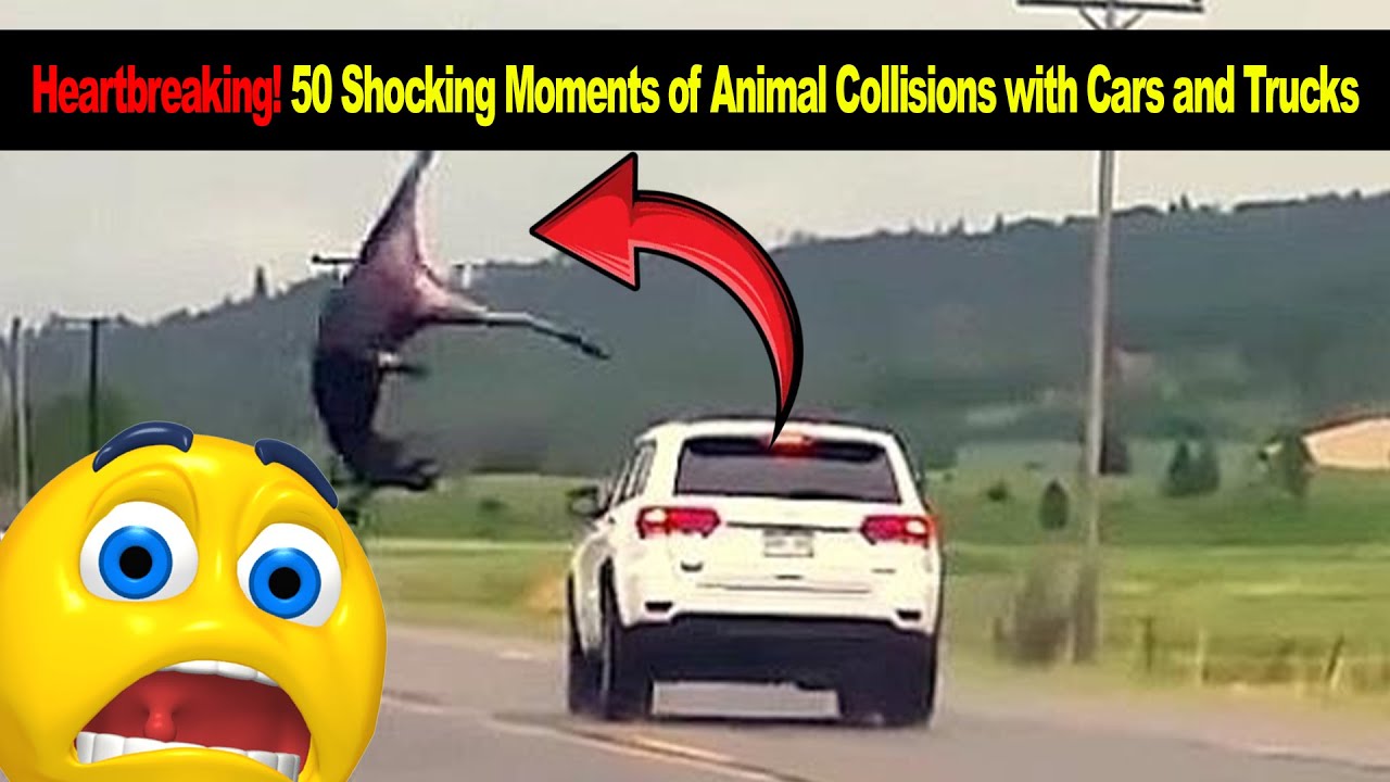 Heartbreaking! 50 Shocking Moments of Animal Collisions with Cars and ...