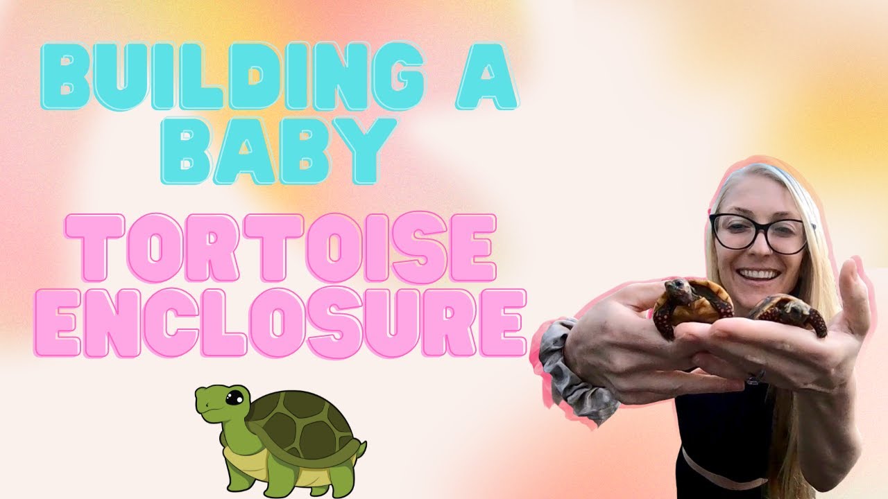 We Got Baby Tortoises! Building A Baby Tortoise Enclosure - YouTube