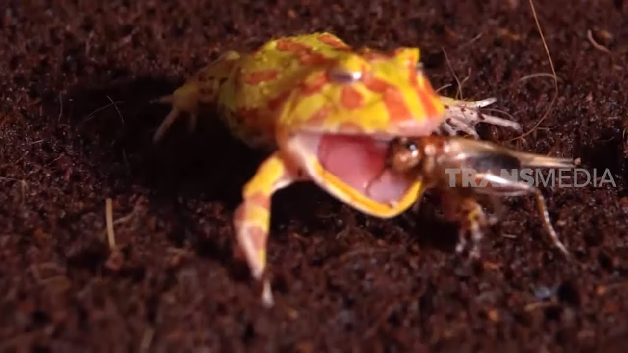 PACMAN, SI KODOK GEMBUL YANG RAKUS | SI OTAN (14/01/20) PART 3 - YouTube