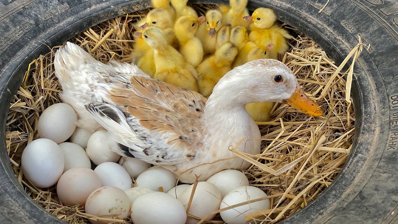 Amazing Pekin Cute cute 40 Duckling Hatching Form Eggs Gold _ Baby Duck ...