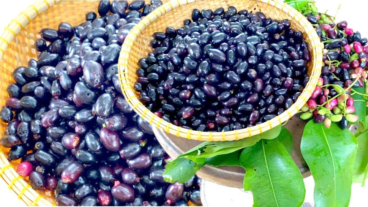 Visit My Aunt's House at Pong Pos Village and Picking fresh Jamun Fruit ...