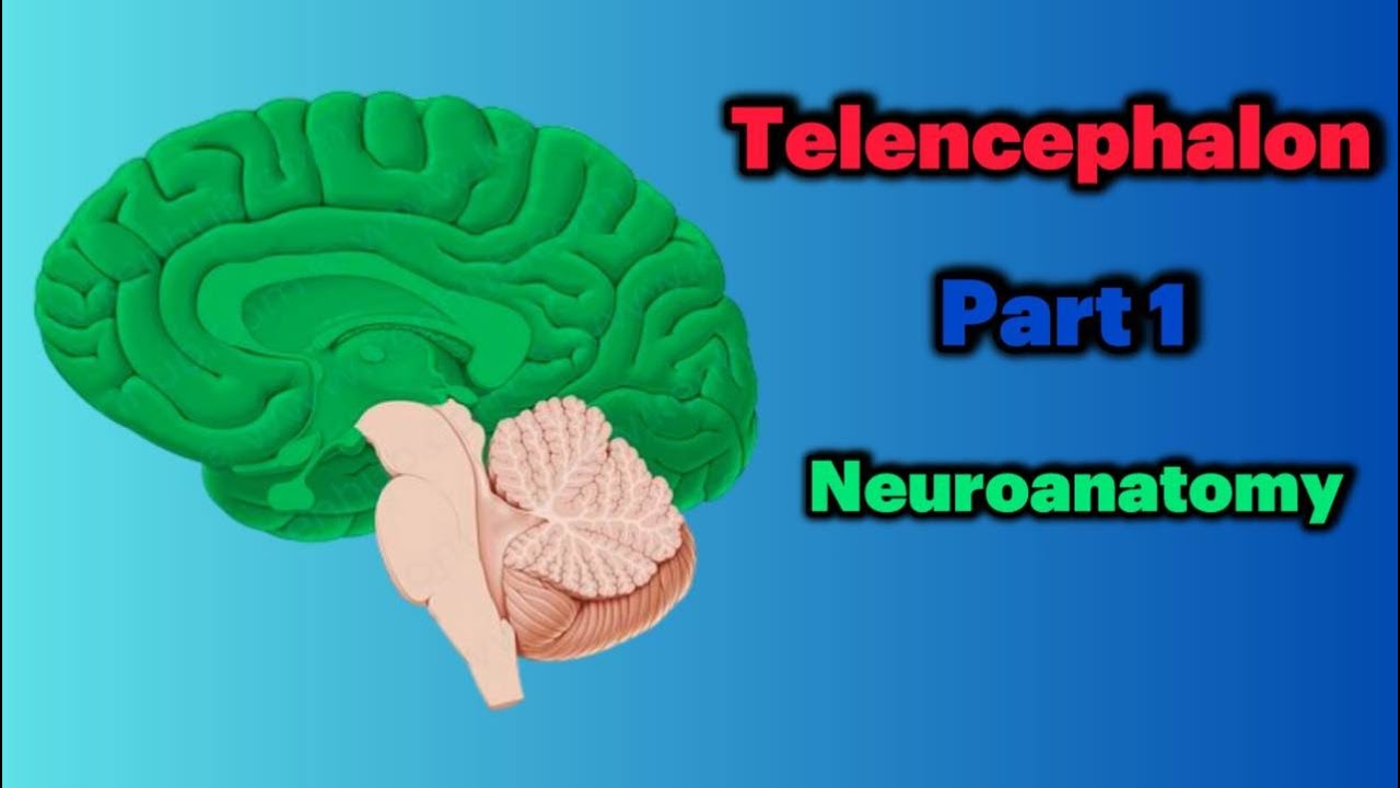 جلسه 10 | Structure of Telencephalon (part 1) - YouTube