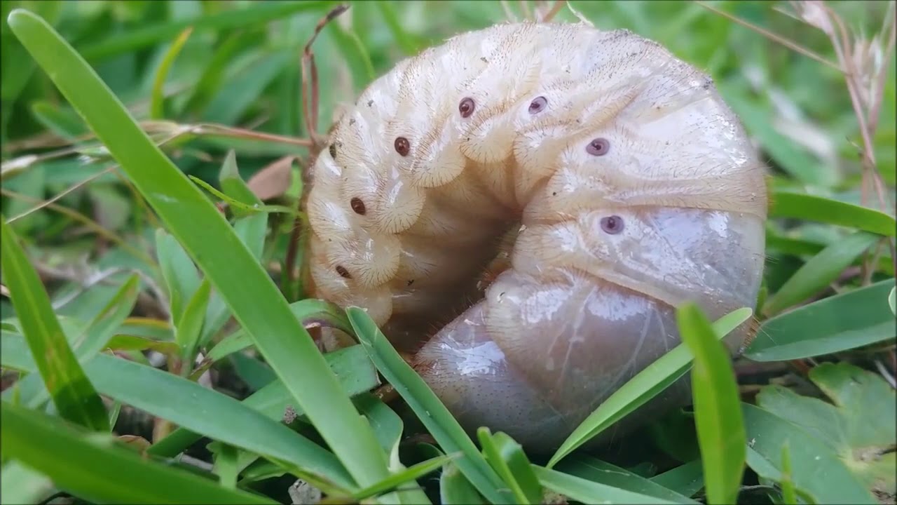 Clown Beetle Documentary - YouTube