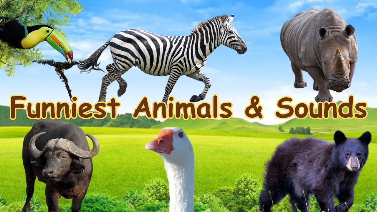 Animals, Funny Animal Sounds,The Best Funny Animals, Cute, Funny ...