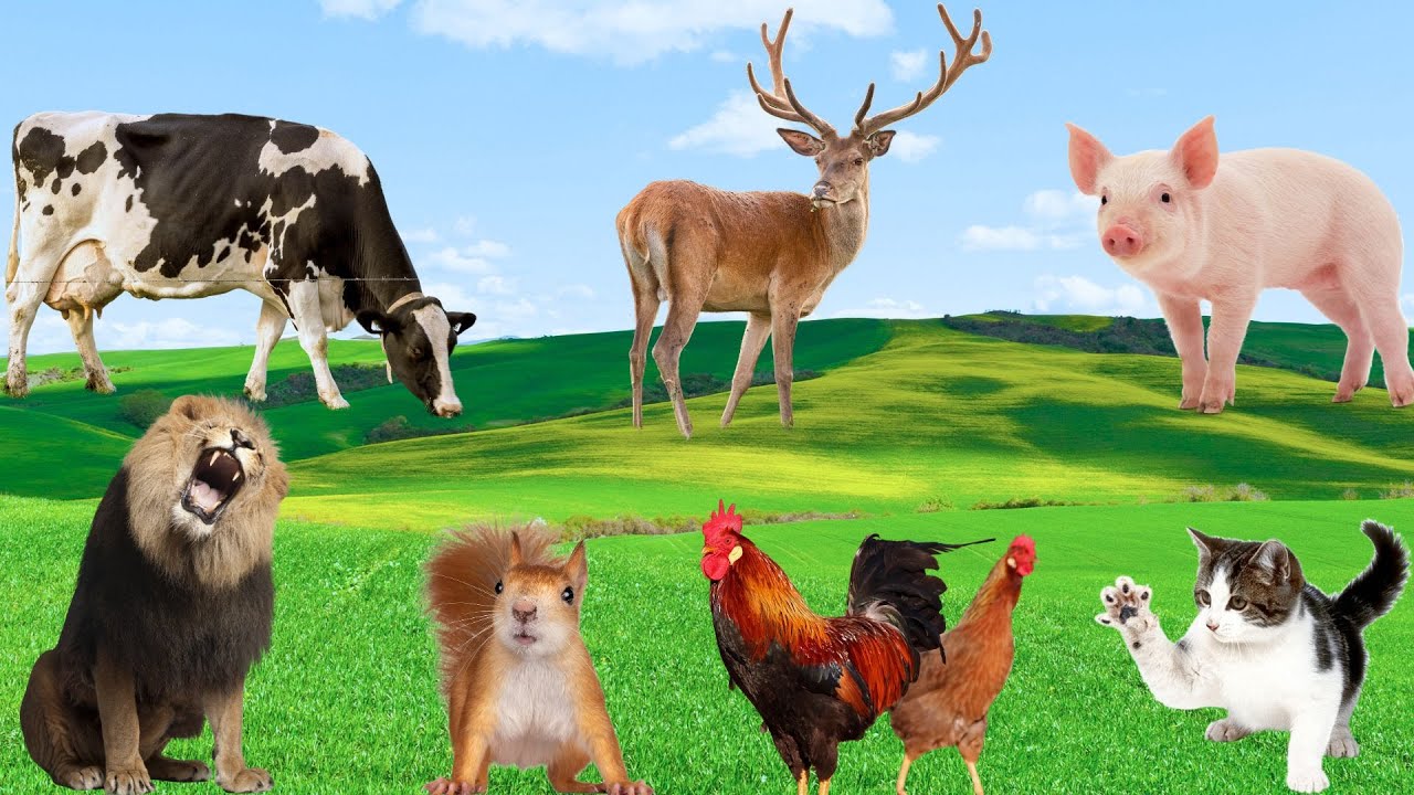 Animal Sounds: Cow, Deer, Pig, Chicken, Cat, Lion, Squirrel - The ...