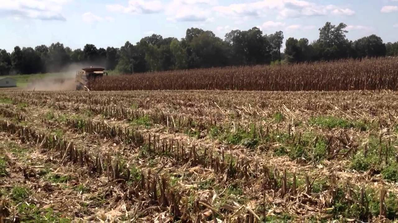 Lexion 575r in corn - YouTube