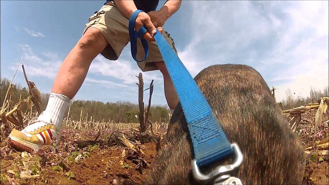 poop digs a hole - YouTube