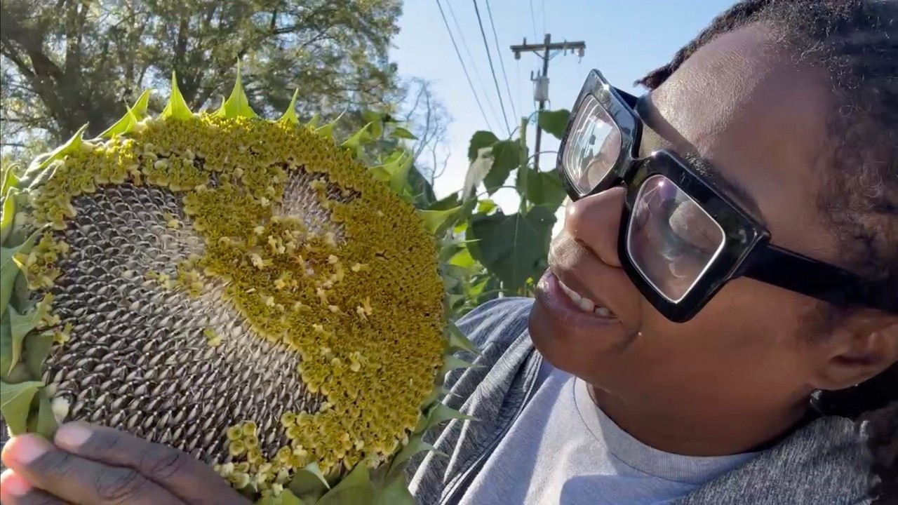 Keisha's Sunflower Seed Harvest - YouTube