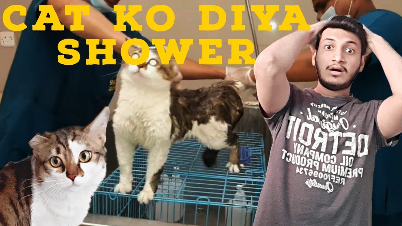 billi baghte baghte bach gai | pet shop in riyadh | how to shower your ...