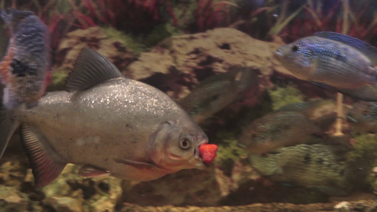 Piranha vegetarian. Piranha eating strawberries. - YouTube