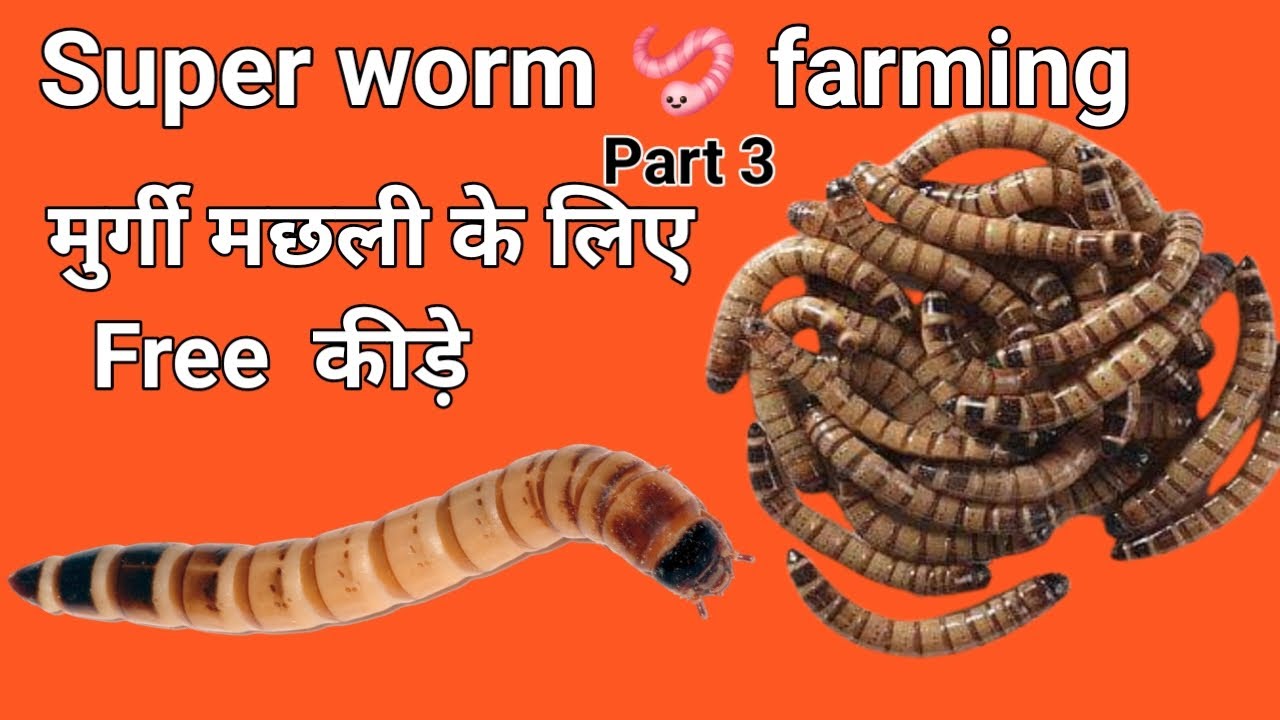How to care for superworms| Superworm Breeding training in india|Nature Care Farm - YouTube