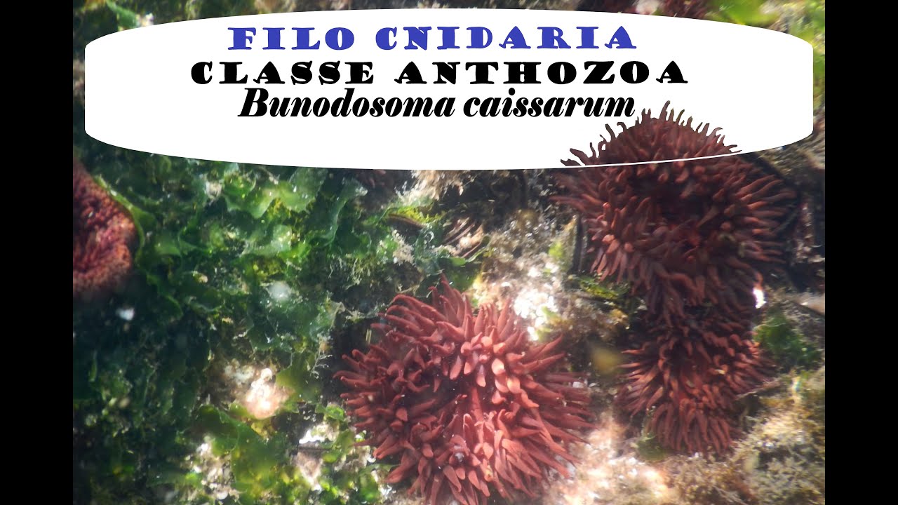 Bunodosoma caissarum - Filo Cnidaria - Anêmona do mar - YouTube