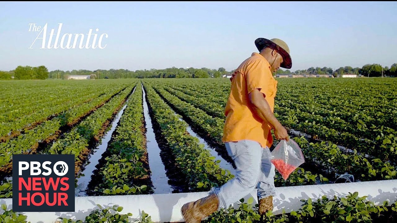 How Southern Black Farmers Were Forced From Their Land And Their how-southern-black-farmers-were-forced-from-their-land-and-their