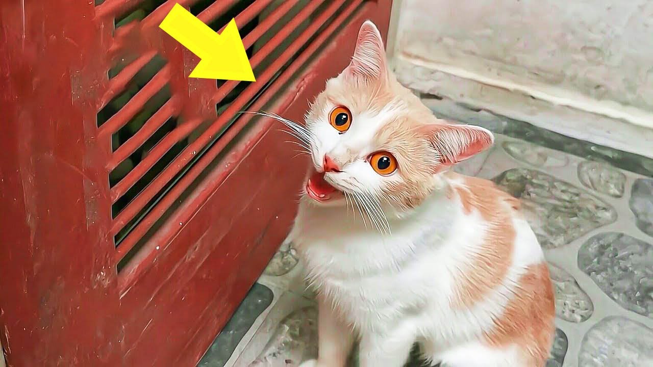 The rescue kitten determined rejected sleep, Then The Heartbreaking ...