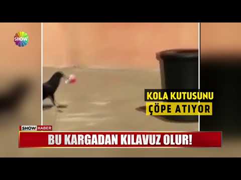 Çevreci Akıllı Karga çöpleri topluyor