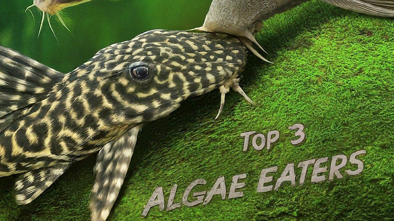 Top 3 Algae Eating Fish for a Clean Aquarium | Expert Picks - YouTube