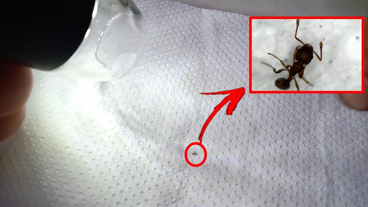 OBSERVANDO FORMIGAS DE PERTO: MICROSCÓPIO DIGITAL - YouTube