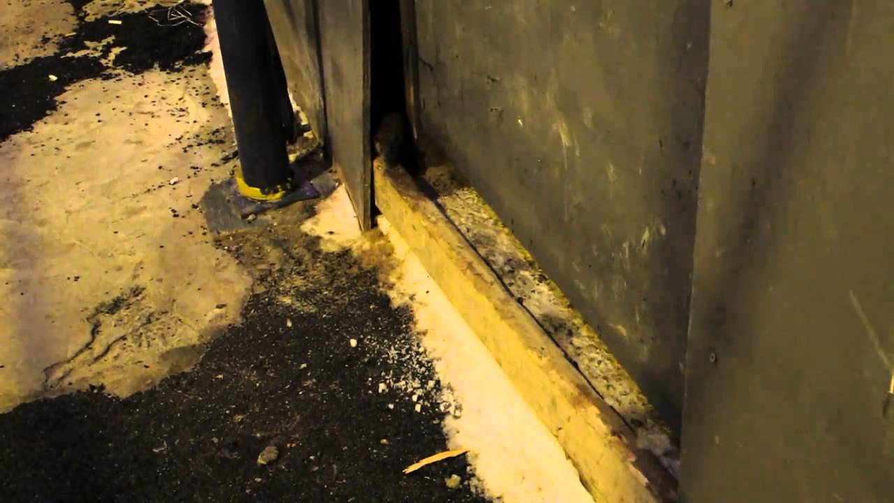 Snowbound Rats Scavenging on Orchard - YouTube