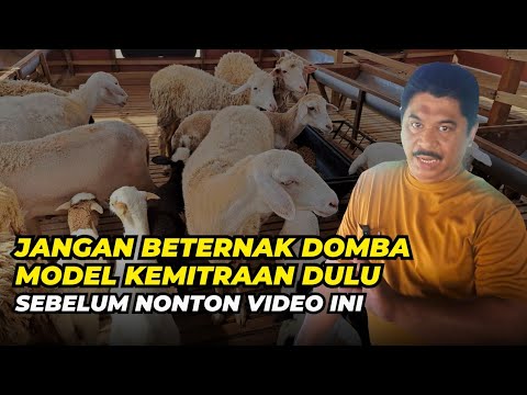 Cara Sukses Beternak Domba Model Kemitraan | @AGROTV9 - YouTube