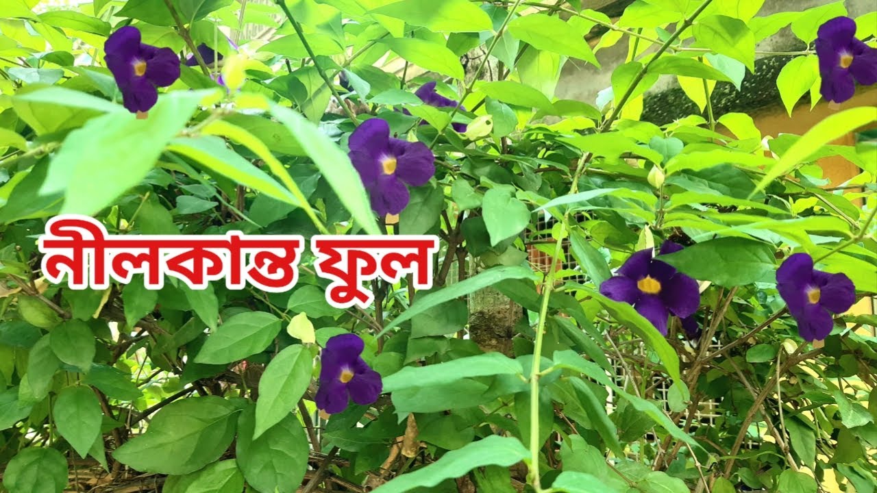 নীলকান্ত ফুল গাছের পরিচর্যা||সারা বছর ফুল ফুটবে||Neelkanth Flowers ...