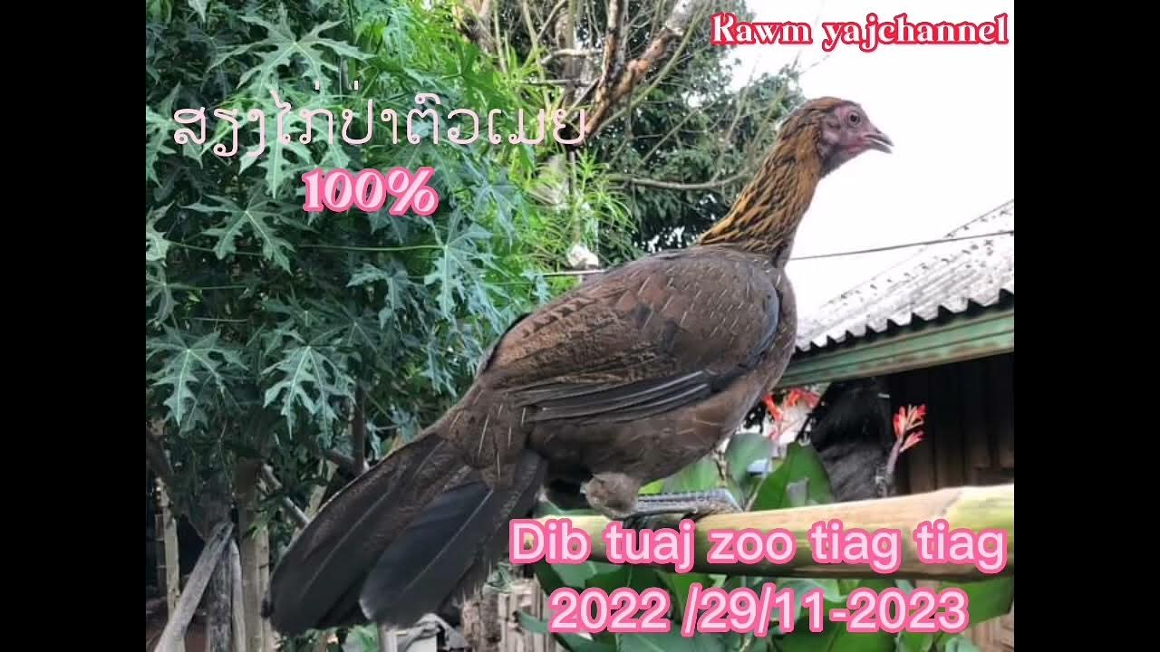 poj qaib seev zoo 100% ສຽງ ໄກ່ ຕໍ່ ຕົວ ເມຍ - YouTube