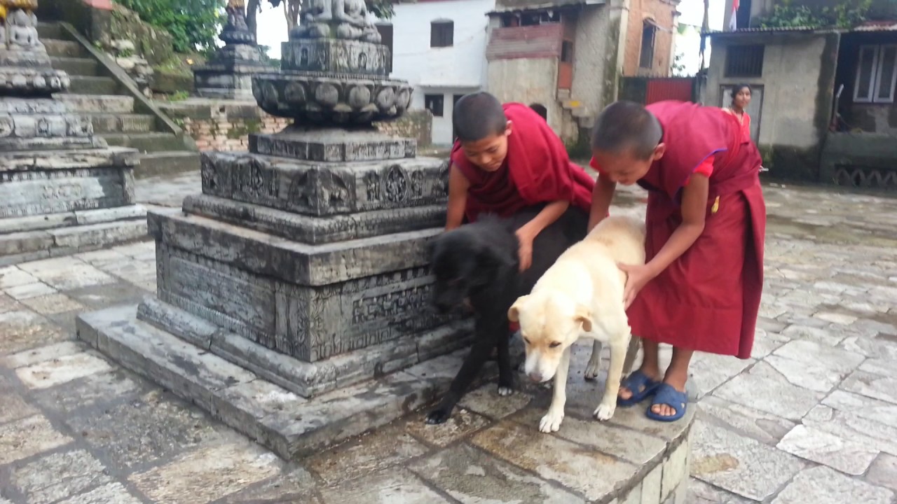 Compassion of little monk - YouTube