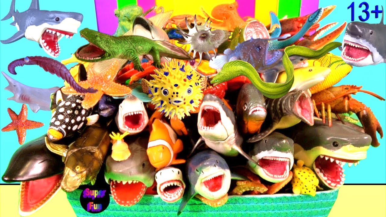 Sea Animals - Sharks, Whales, Fish, Shellfish, Cephalopods, Crustaceans ...