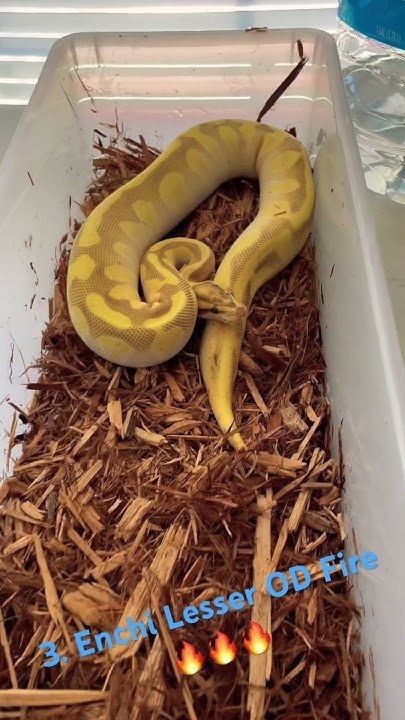 Gene Stacking Ball Pythons😎 Which is your favorite🤔 - YouTube