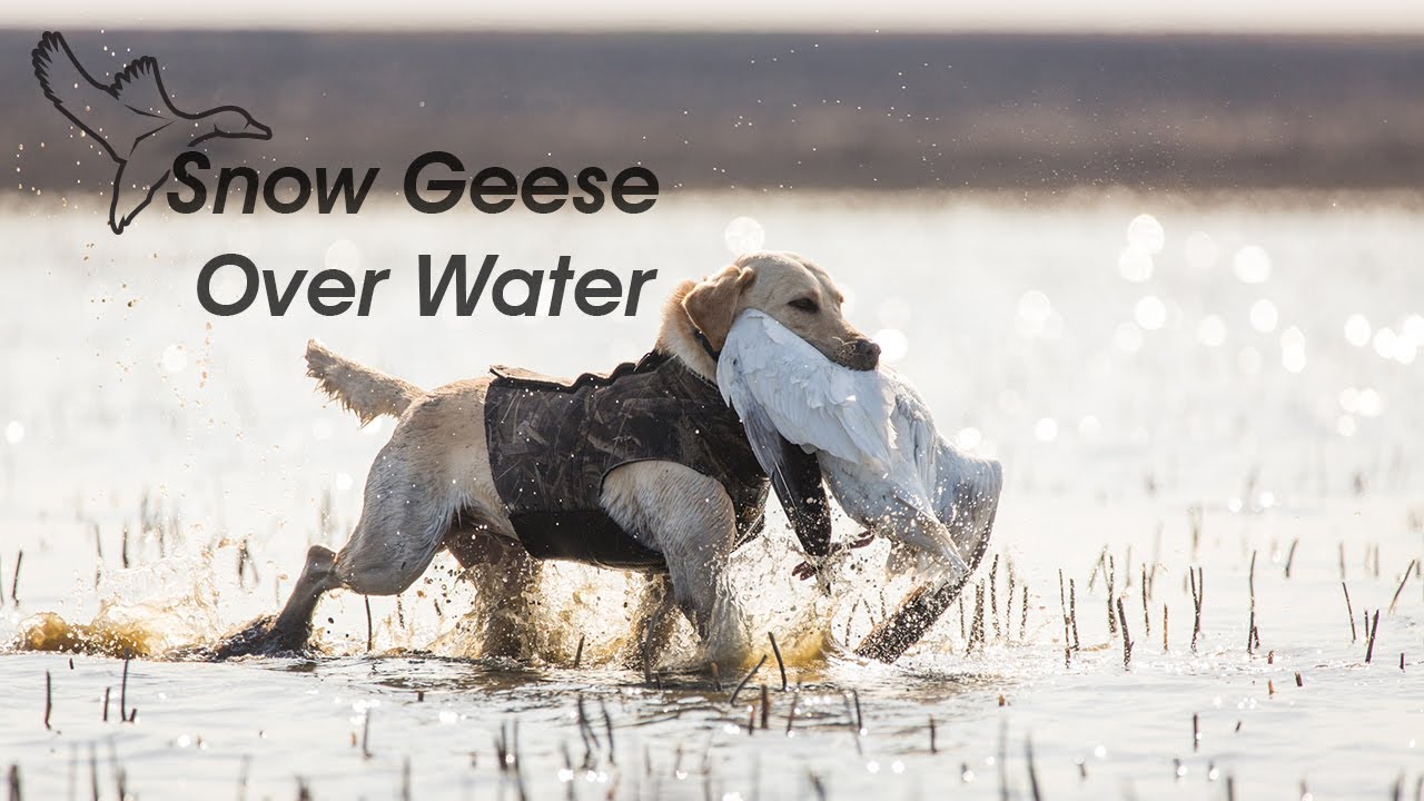 Canada Spring Snow Goose Hunting Over Water! - YouTube