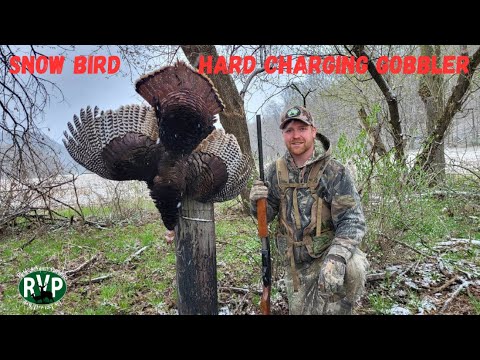 Dickman - RVP Turkey Hunt - YouTube