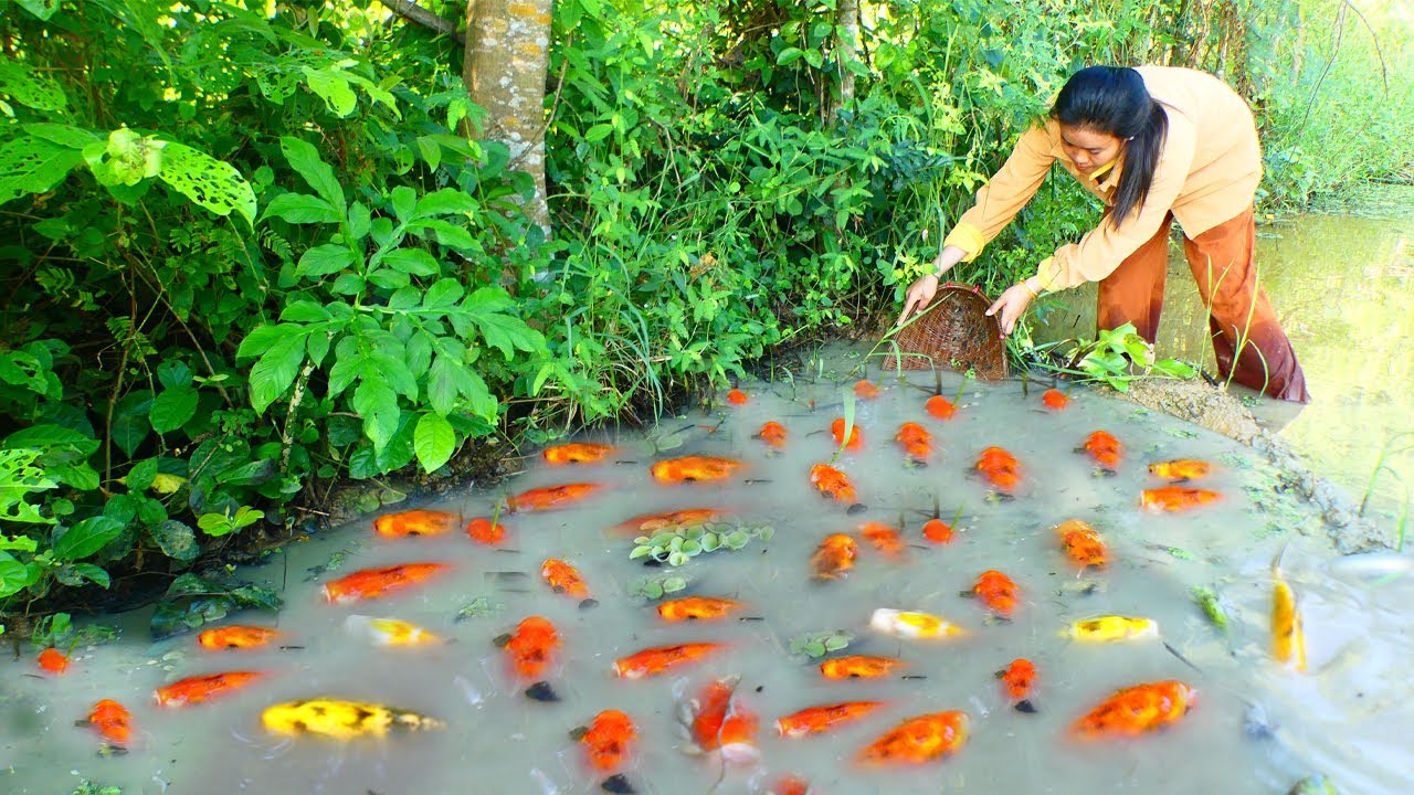 wow amazing! today find and catch a lots beautiful fish at rice field ...