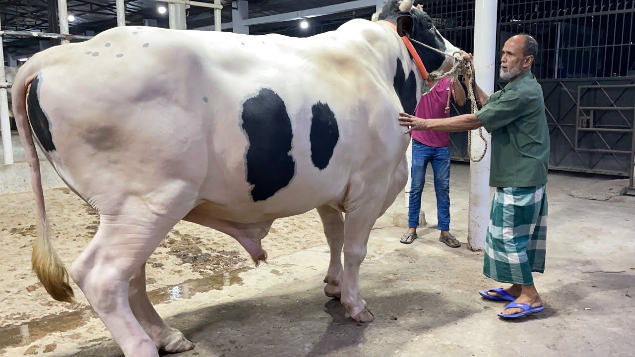 1000KG Massive Austral Bull | Tom Aussie | Celebrity Bull | Exclusive ...