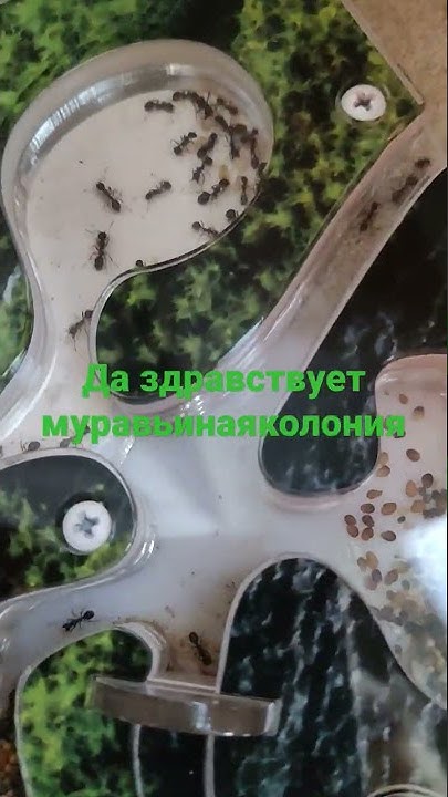муравьиная колония часть 2 - YouTube