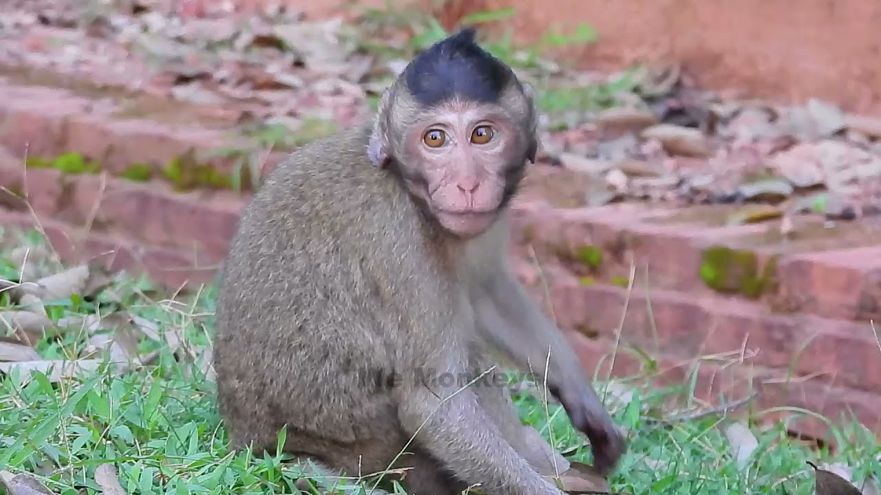 Disable Baby Monkey Bobby Today Trying To Recovery Himself - YouTube