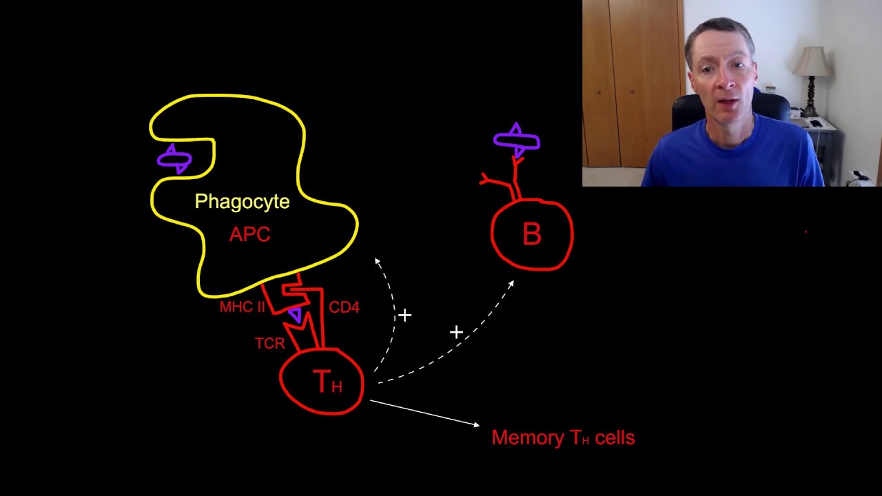 Module 4-5 Lecture: Cell Mediated Immunity - YouTube